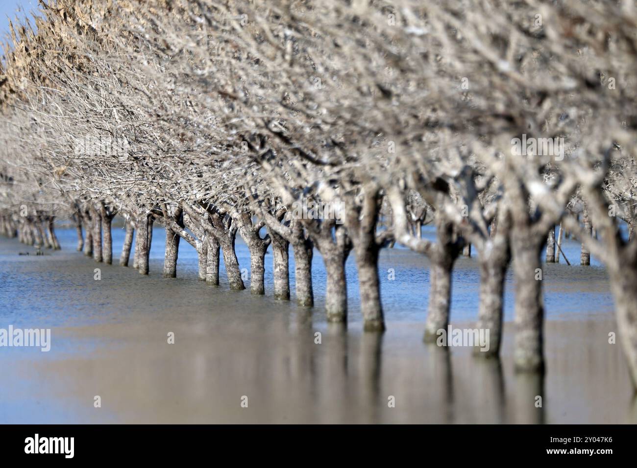 Almond trees are seen in a flooded area. Almost a year after "Daniel ...