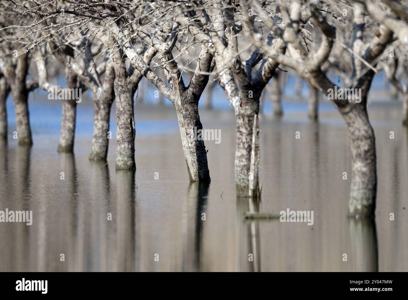 Almond trees are seen in a flooded area. Almost a year after "Daniel ...