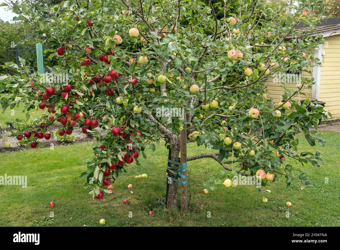 Different apple varieties are grafted onto the same apple tree Stock ...