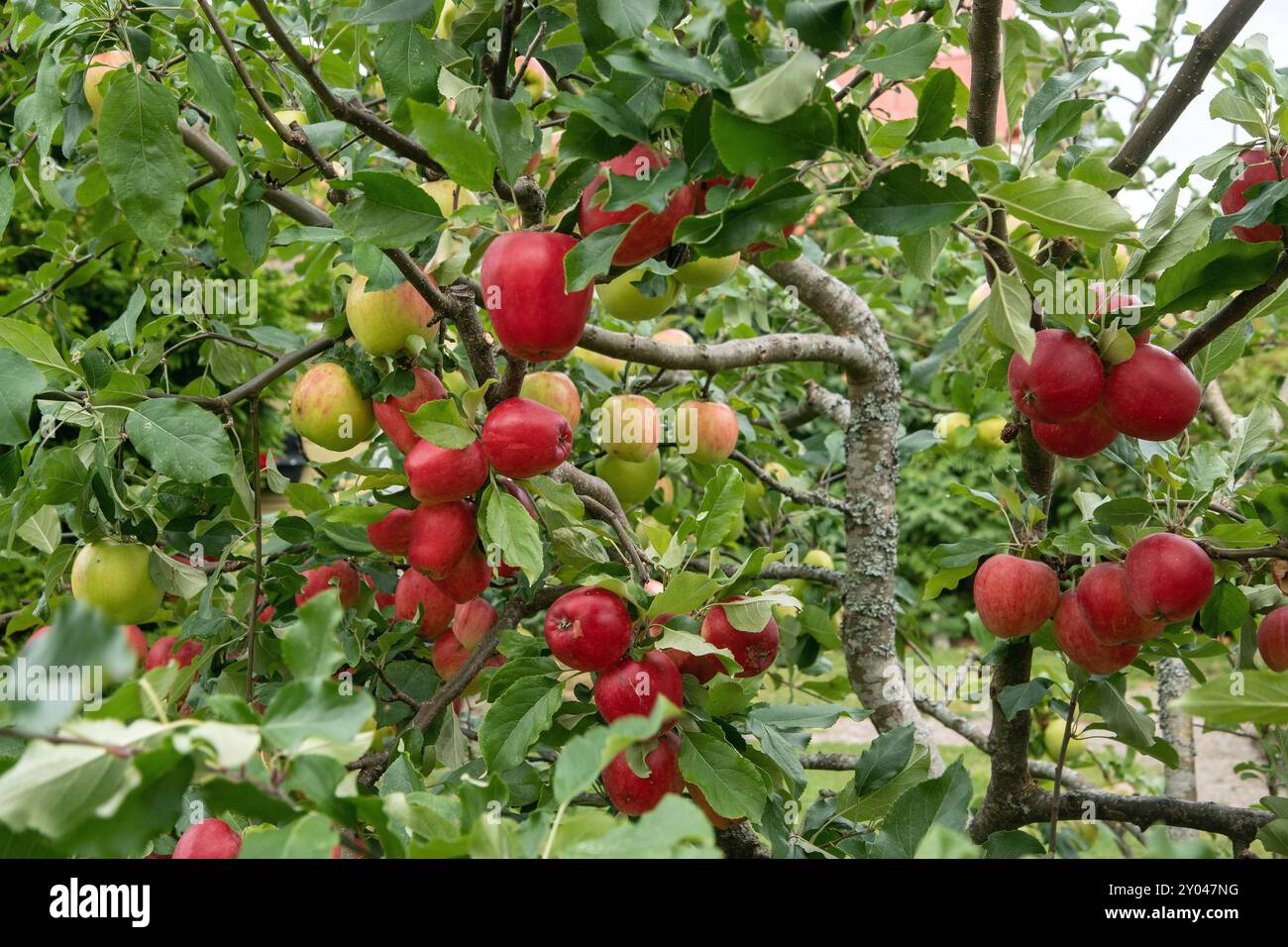 Different apple varieties are grafted onto the same apple tree Stock ...