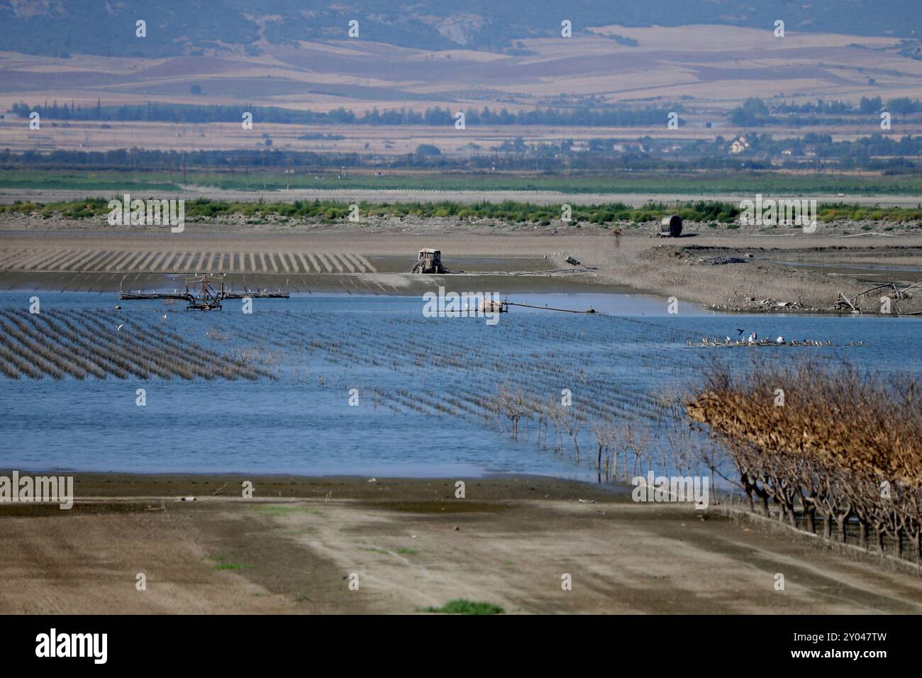 Almond trees are seen in a flooded area. Almost a year after "Daniel ...