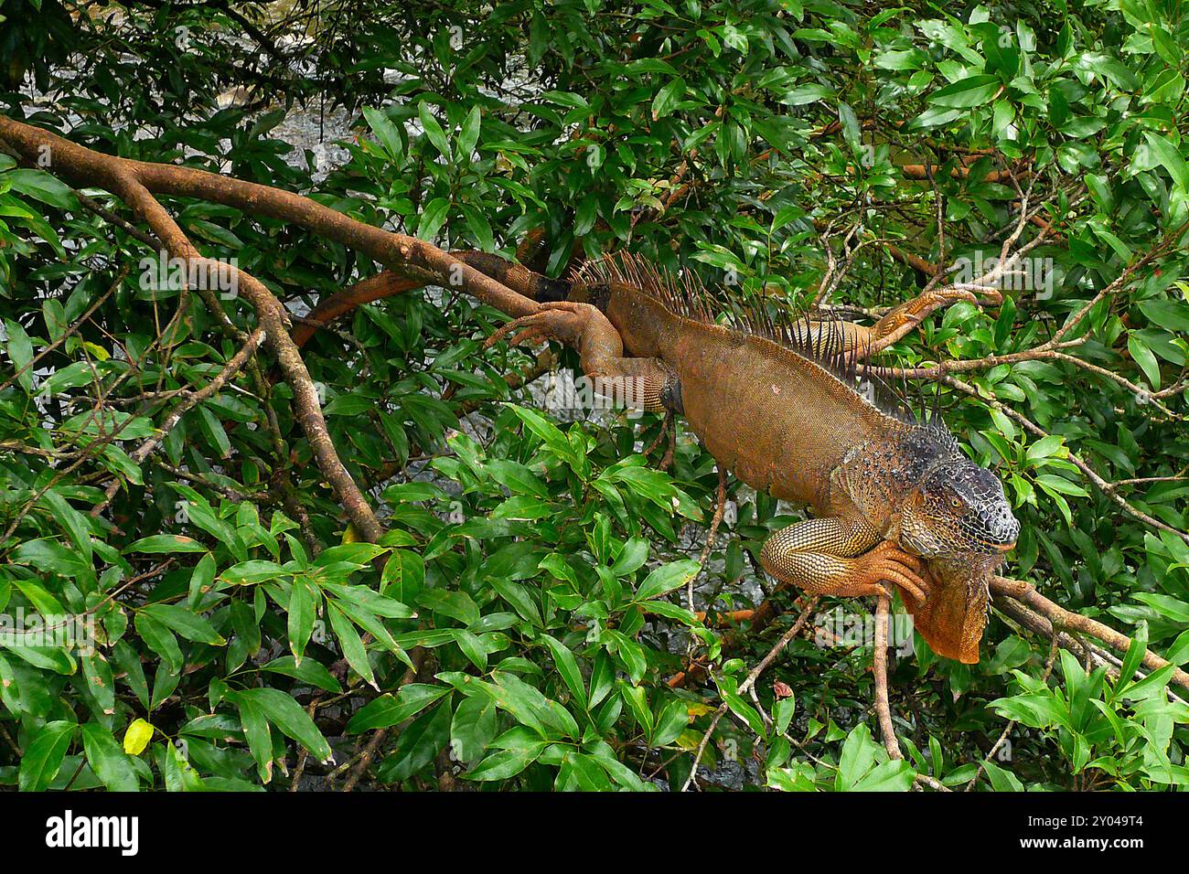 American Iguana or Common green Iguana (Iguana iguana), Costa Rica ...