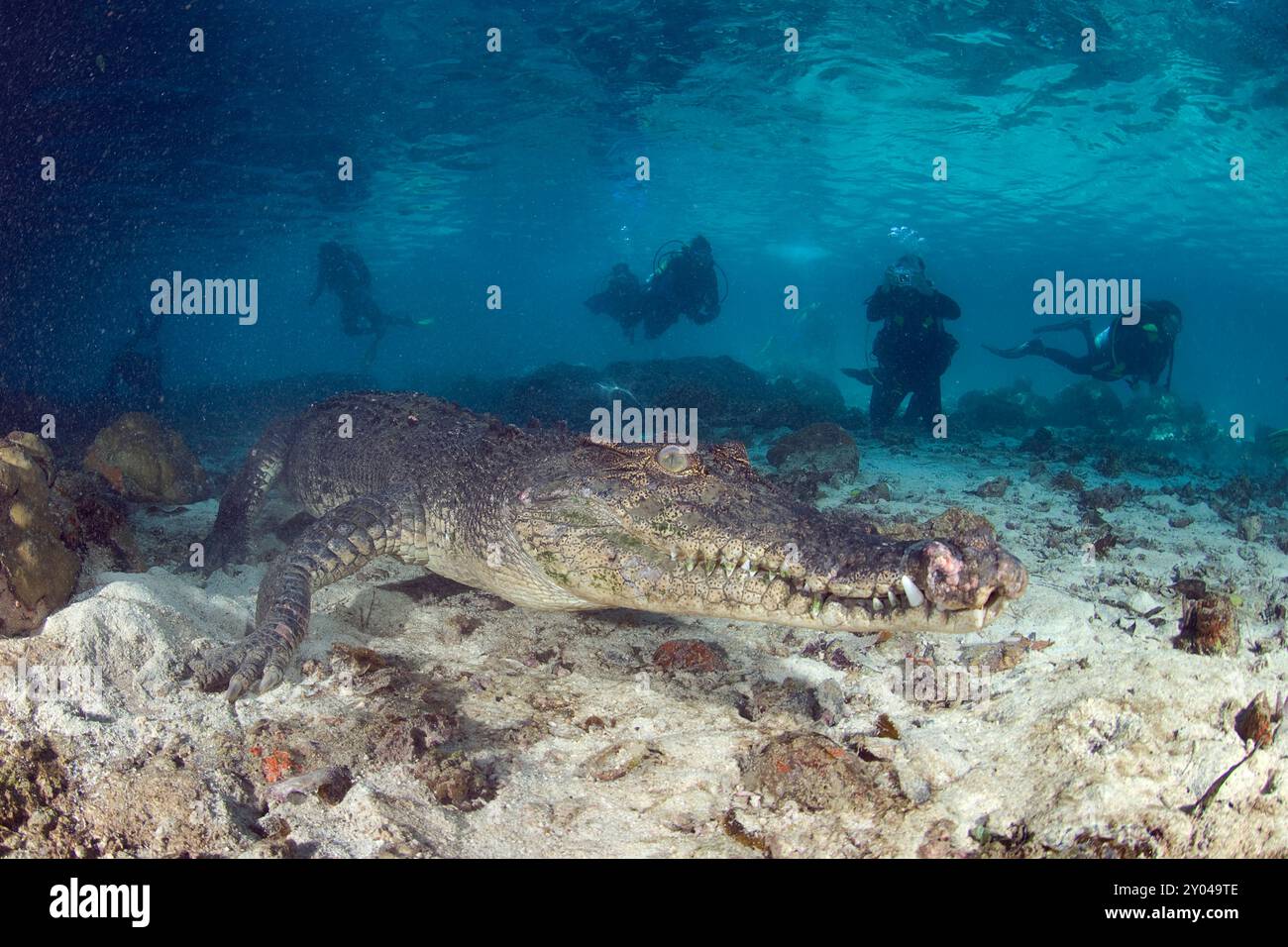 Saltwater crocodile (Crocodylus porosus), largest of all living ...