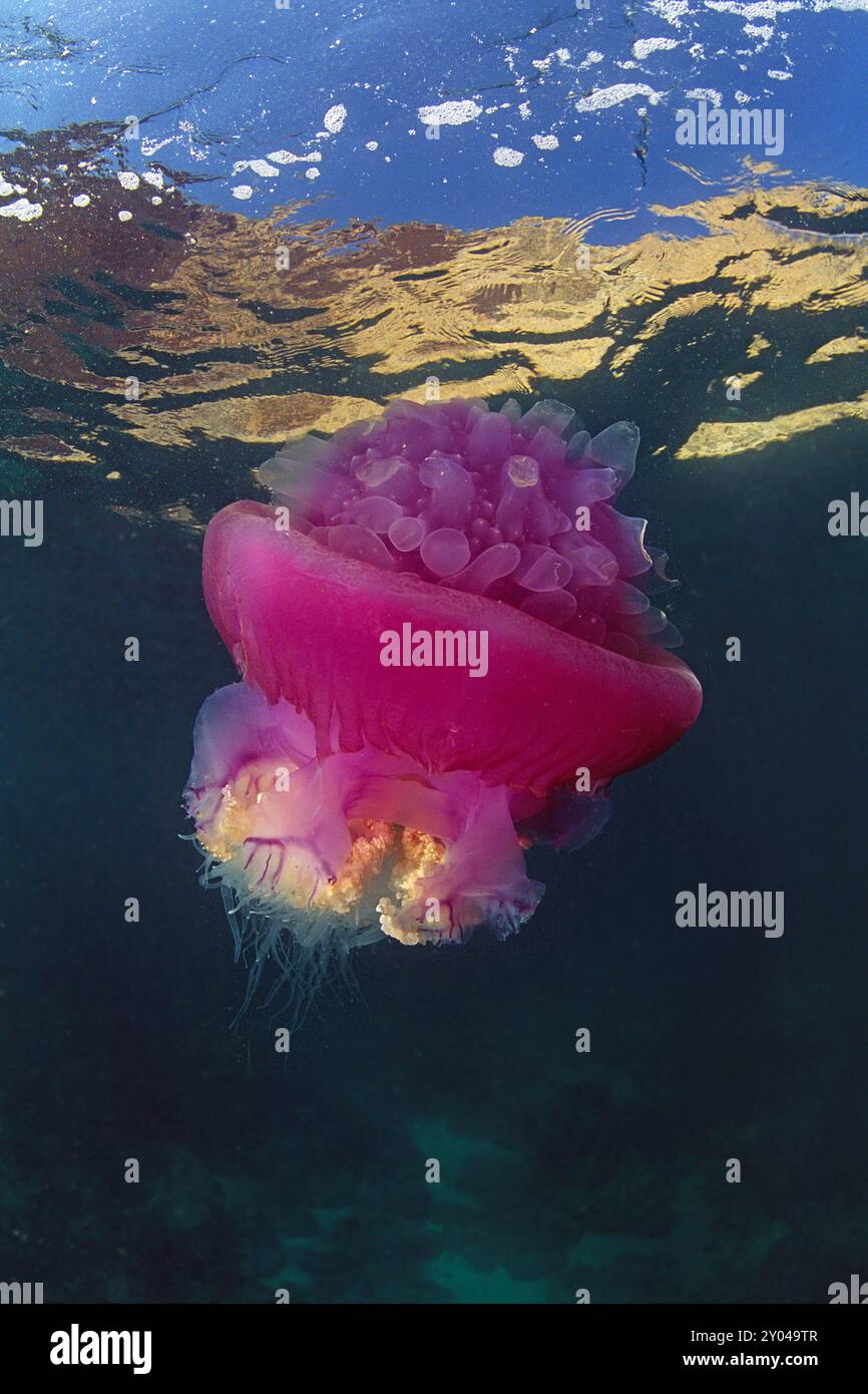 Meduse cephea cephea hi-res stock photography and images - Alamy