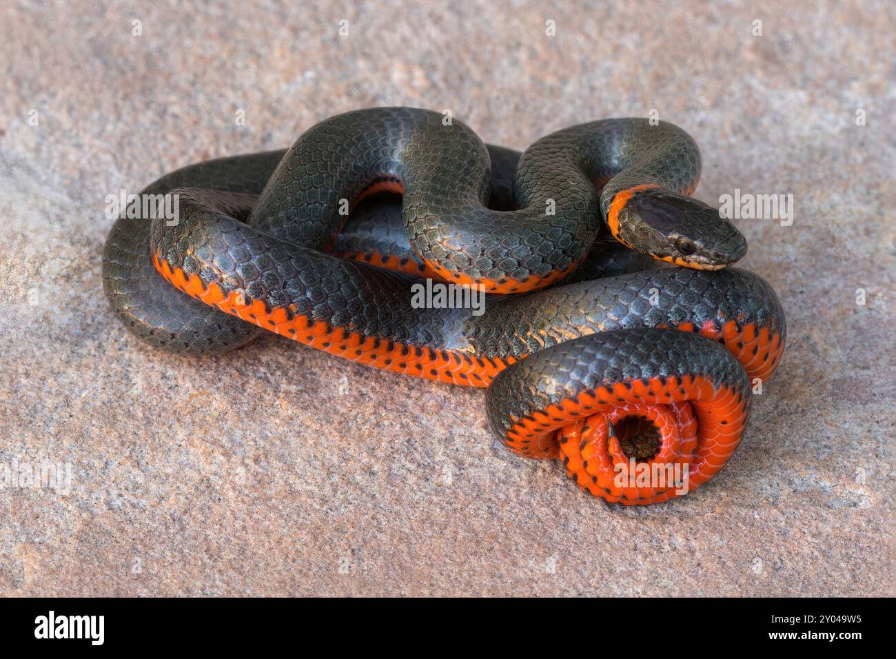 Pacific ring-necked snake in defensive posture. Stevens Creek County ...