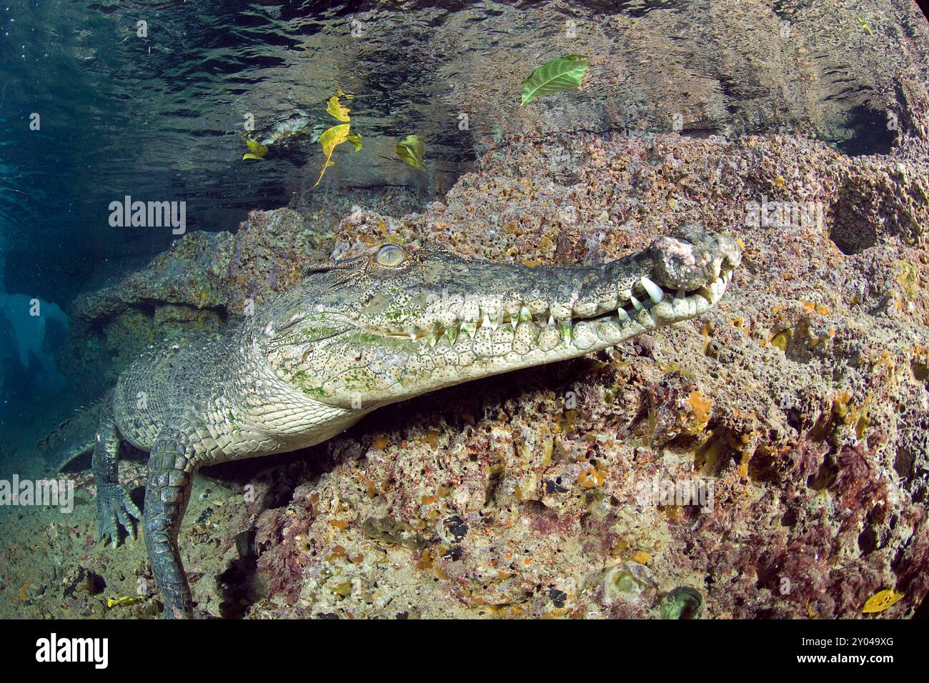 Saltwater crocodile (Crocodylus porosus), largest of all living ...