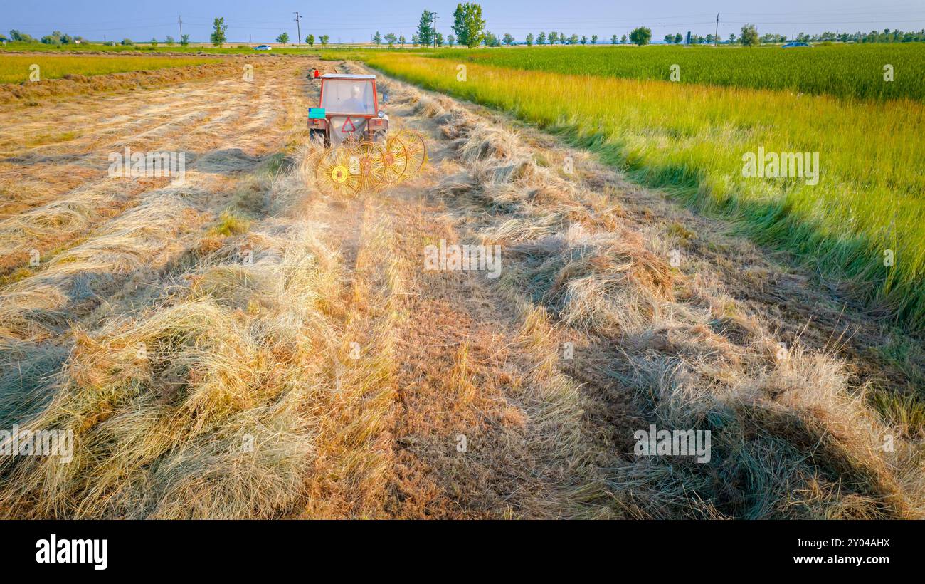 Tractor with attached mechanical rake is turning and gathering dry ...