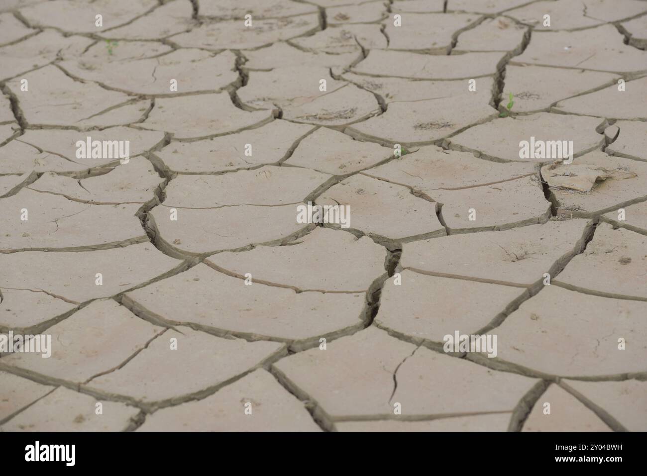 drought in agriculture on the field,dryness in time drought in ...