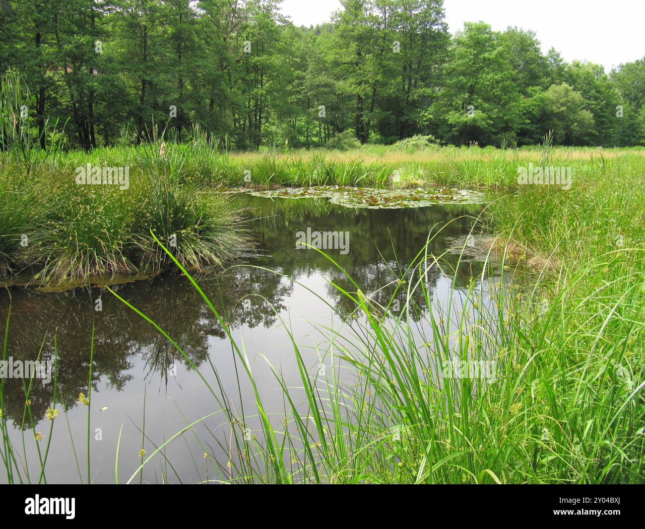 garden ponds are saving water a garden pond saves water Stock Photo - Alamy