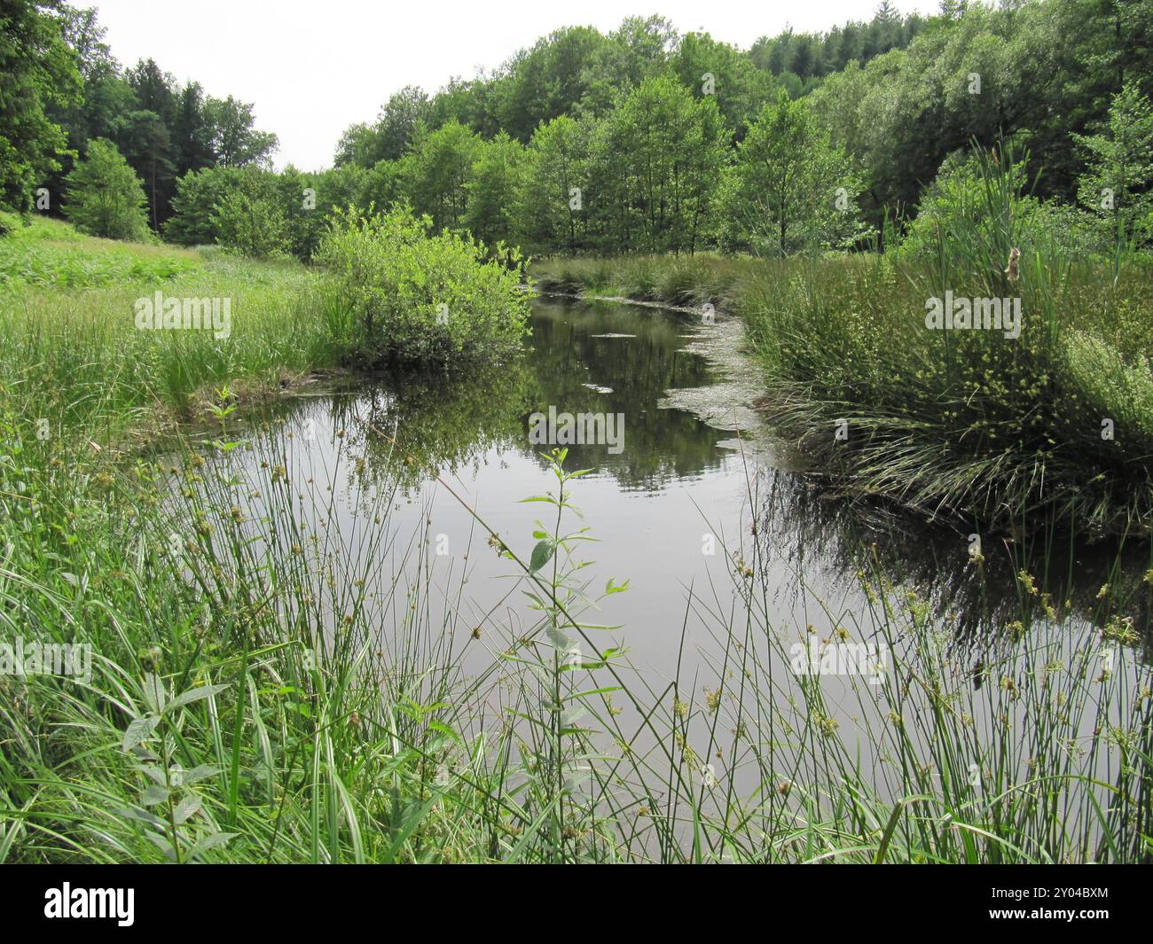 garden ponds are saving water a garden pond saves water Stock Photo - Alamy