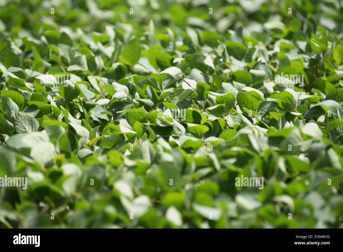 seedling on the field in arable farming, young plants in agriculture ...
