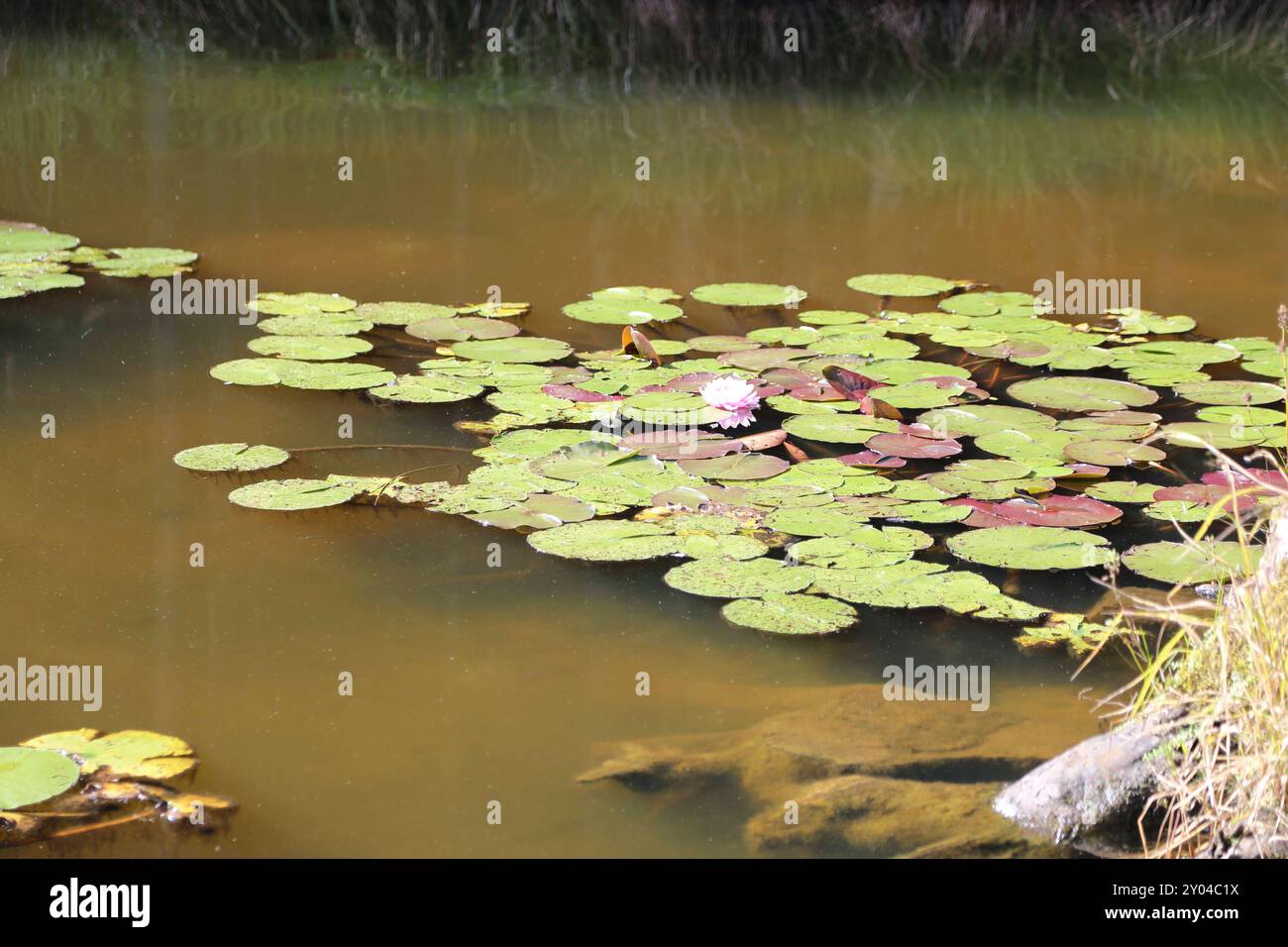 garden ponds are saving water a garden pond saves water Stock Photo - Alamy