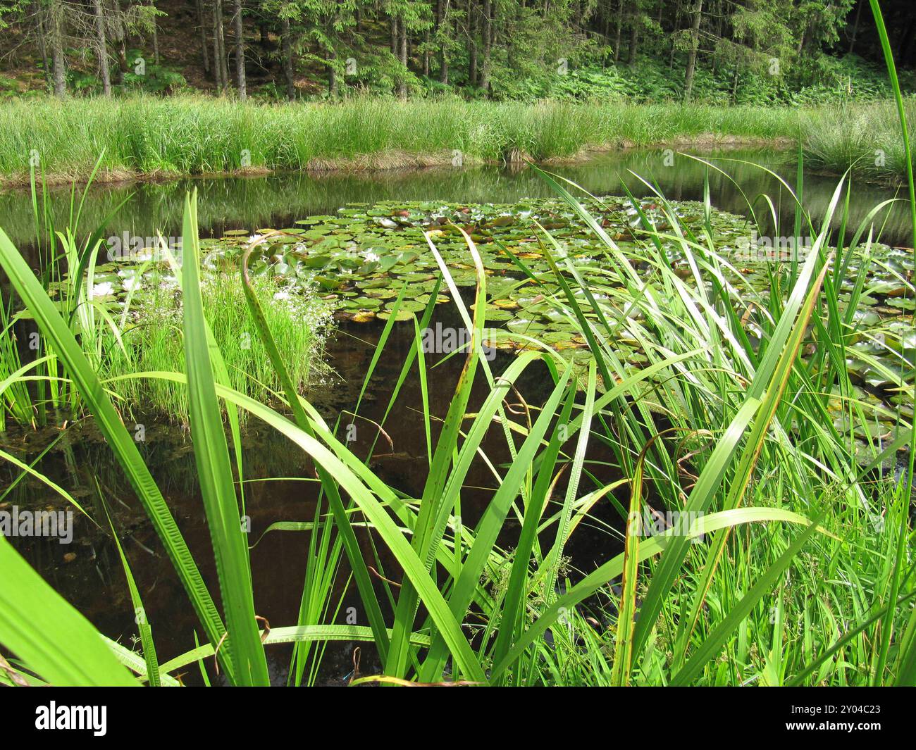 garden ponds are saving water a garden pond saves water Stock Photo - Alamy