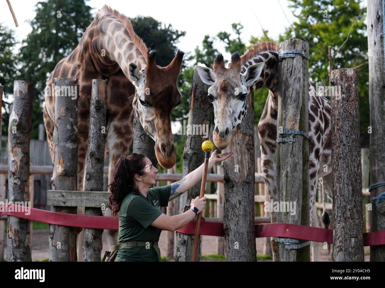 Keeper Shonagh Bell using a target stick with giraffe Harriet at Blair ...
