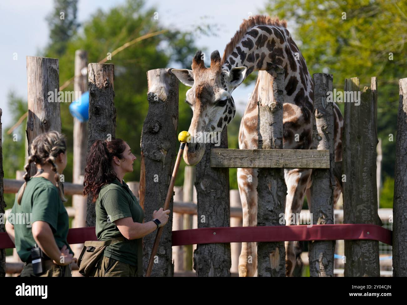 Keeper Shonagh Bell using a target stick with giraffe Harriet at Blair ...