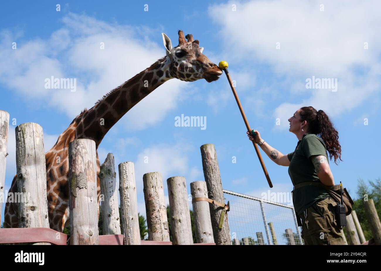 Keeper Shonagh Bell using a target stick with giraffe Harriet at Blair ...