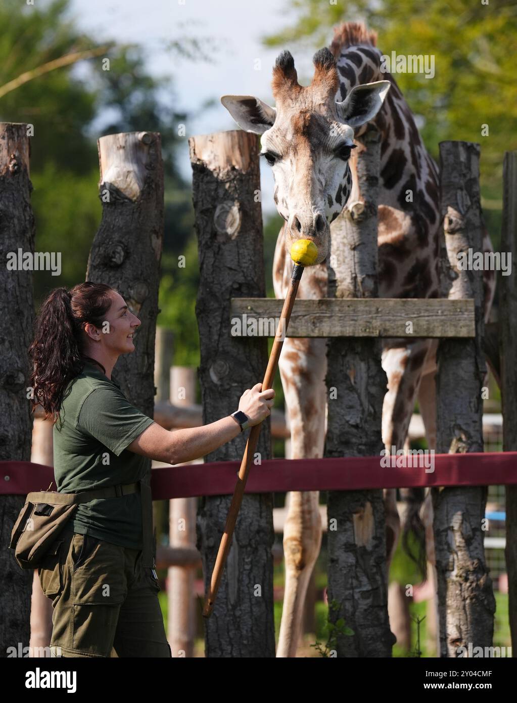 Keeper Shonagh Bell using a target stick with giraffe Harriet at Blair ...