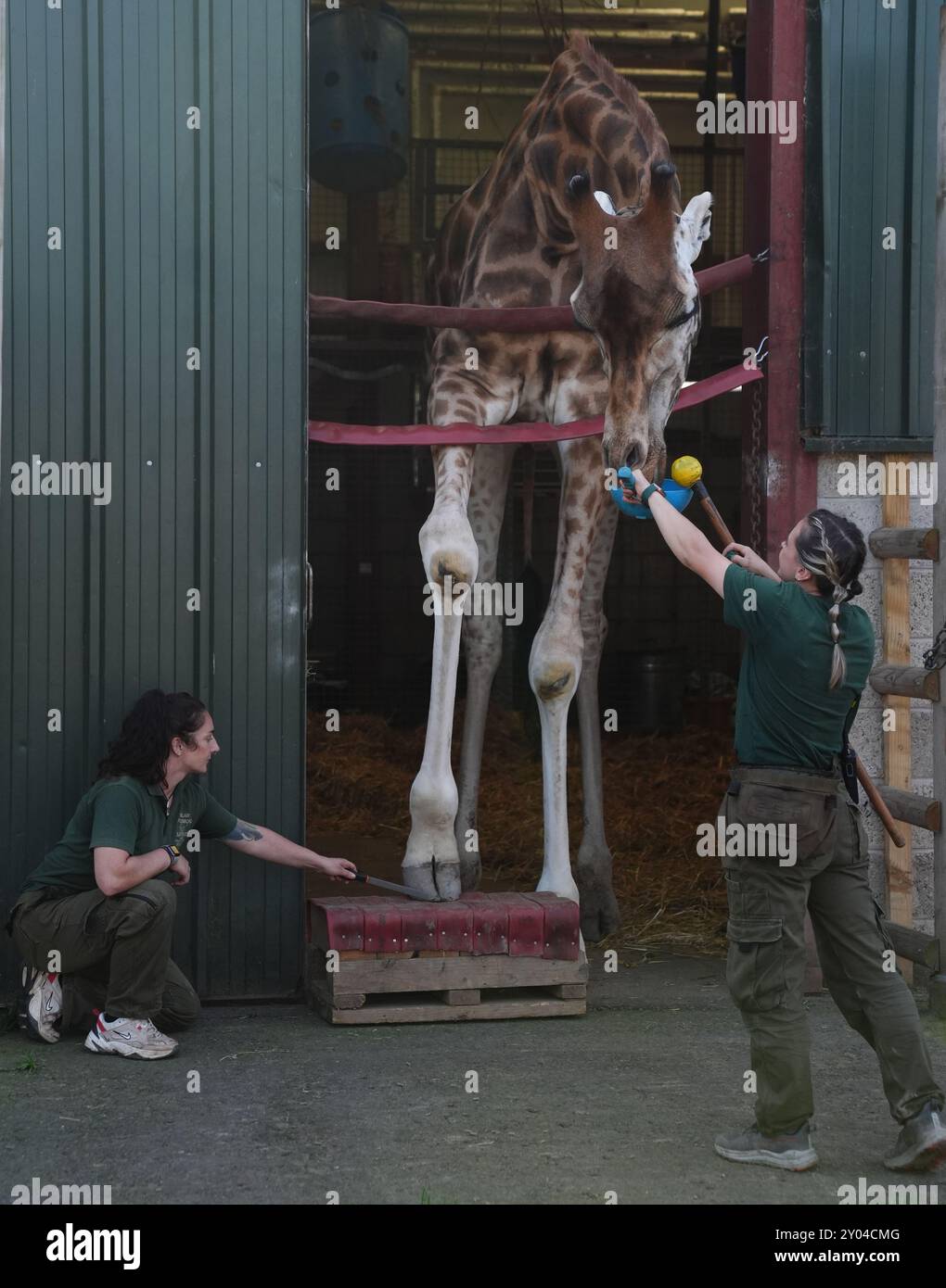 Keeper Shonagh Bell files the hooves of giraffe Sifa as keeper Erica ...