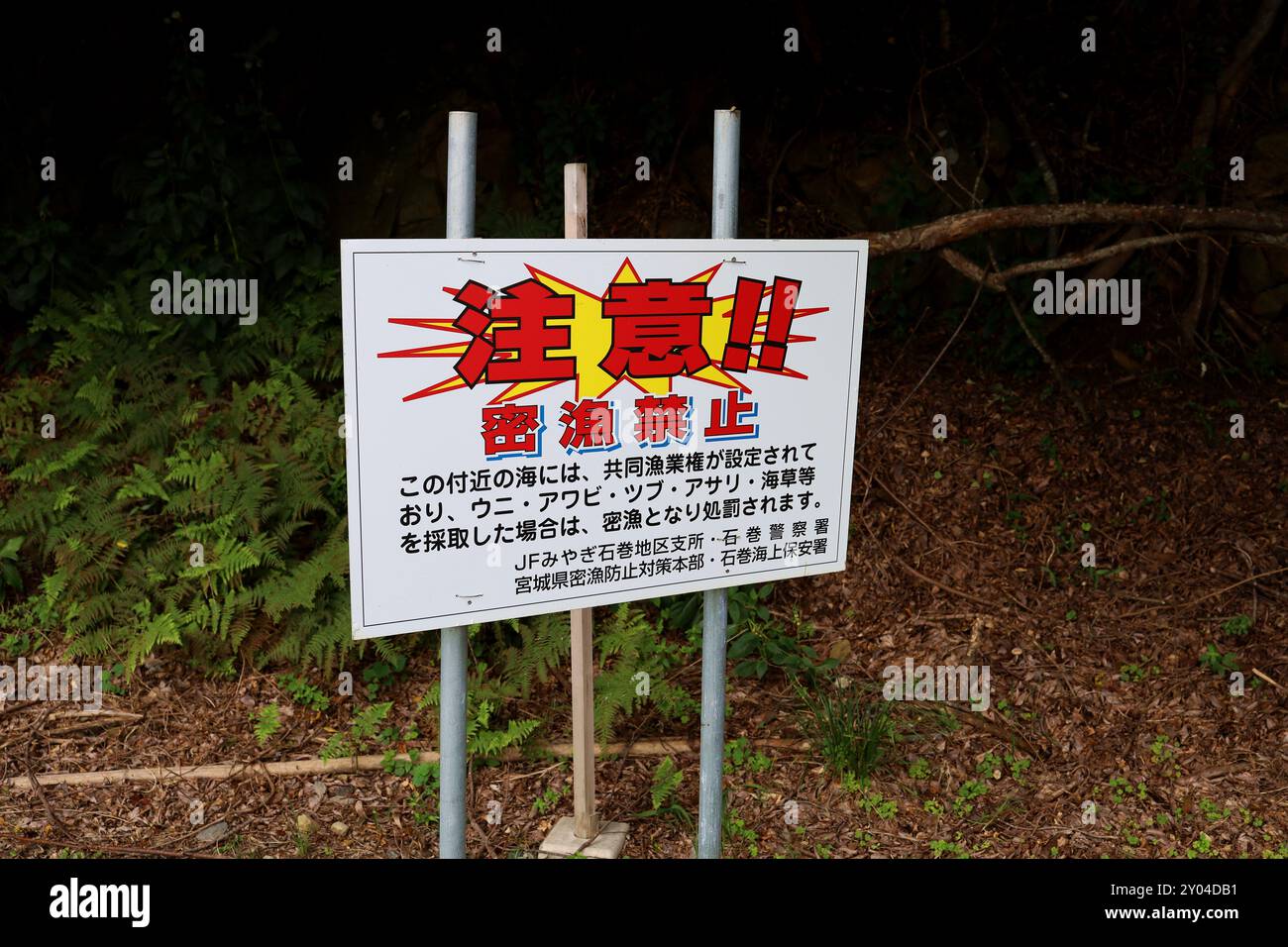 September 1, 2024. Ishinomaki, Miyagi Prefecture, Japan.The ...