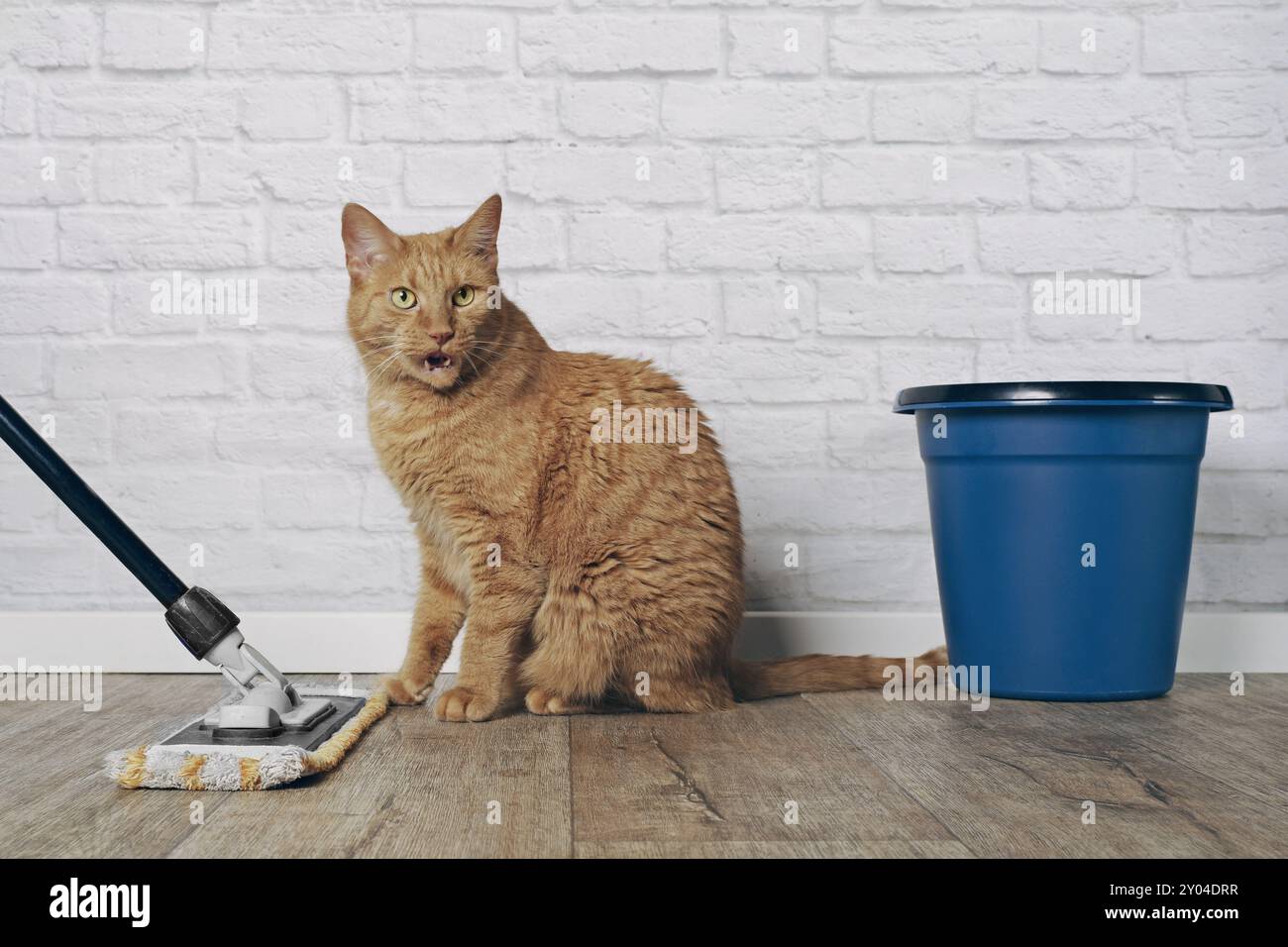 Ginger cat is annoyed of the mop for cleaning the floor Stock Photo - Alamy
