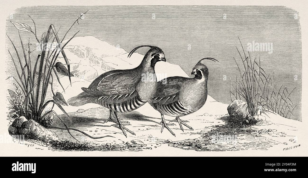 California quail (Lophortyx or Callipepla californica) United States of ...
