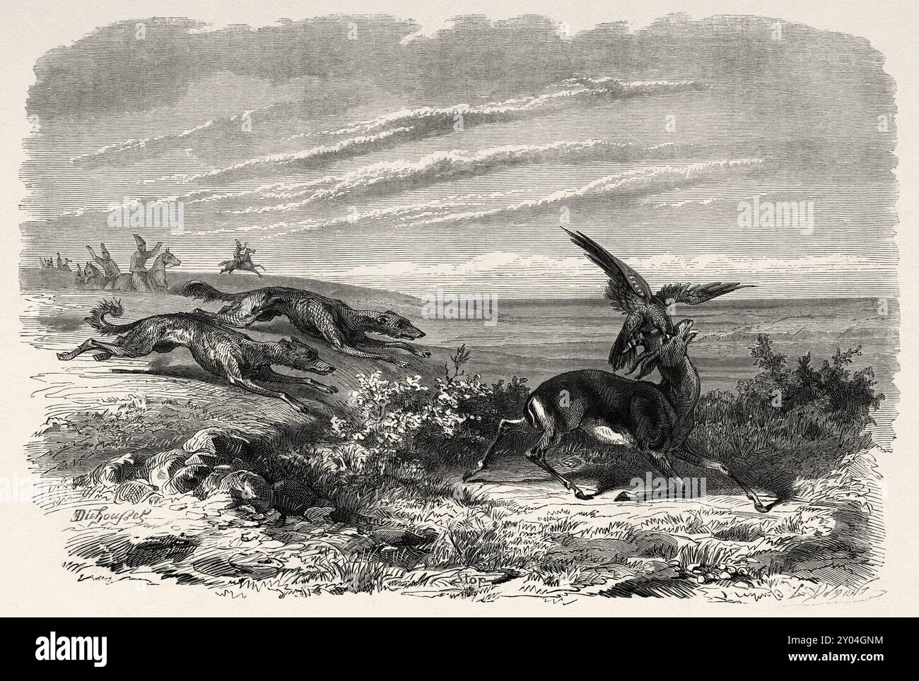 Traditional gazelle hunt with falcon and dogs, Iran. Hunting in Persia ...