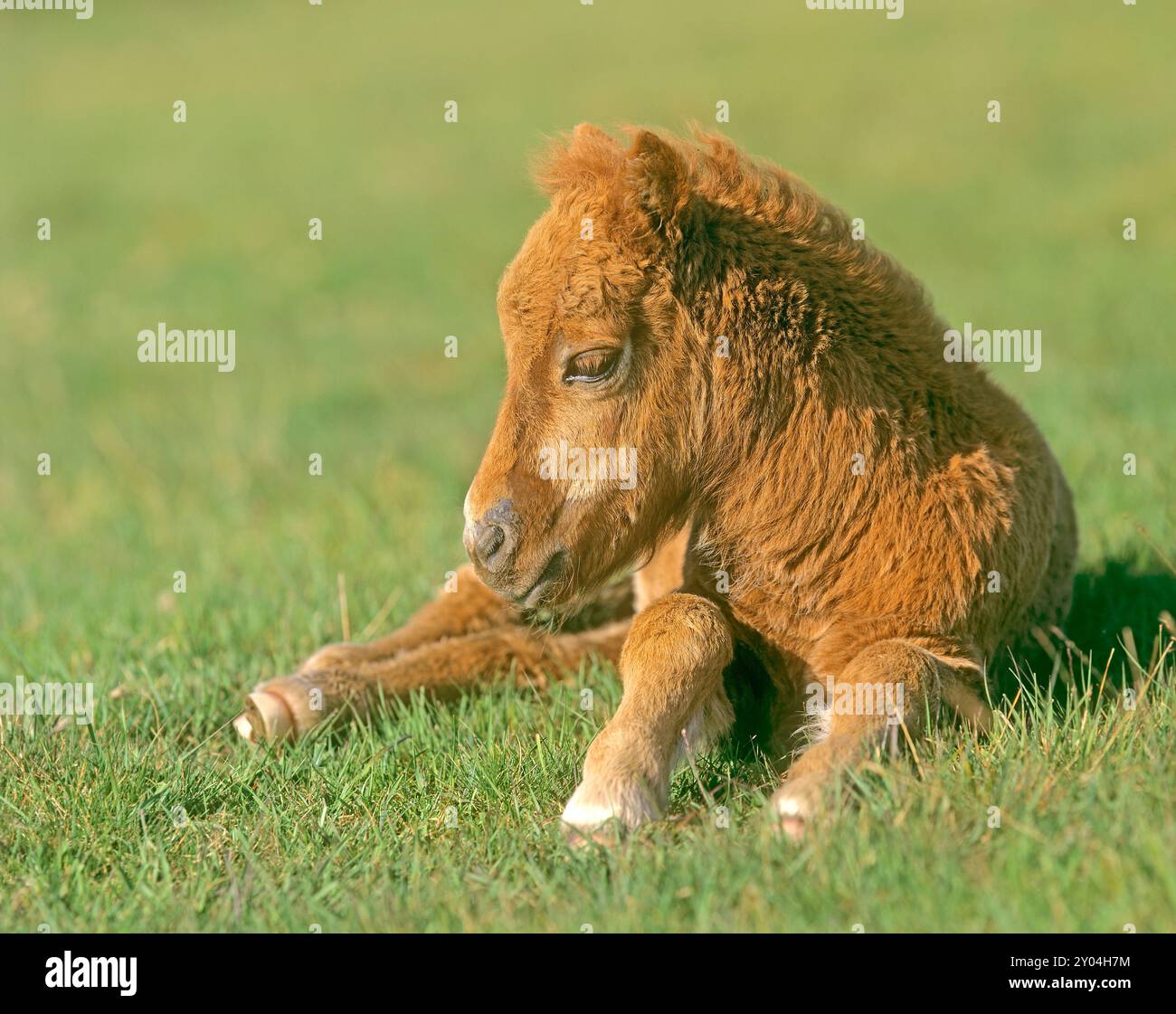 Mini-pony foal, not much taller than a rocking-horse, seen in Dartmoor ...