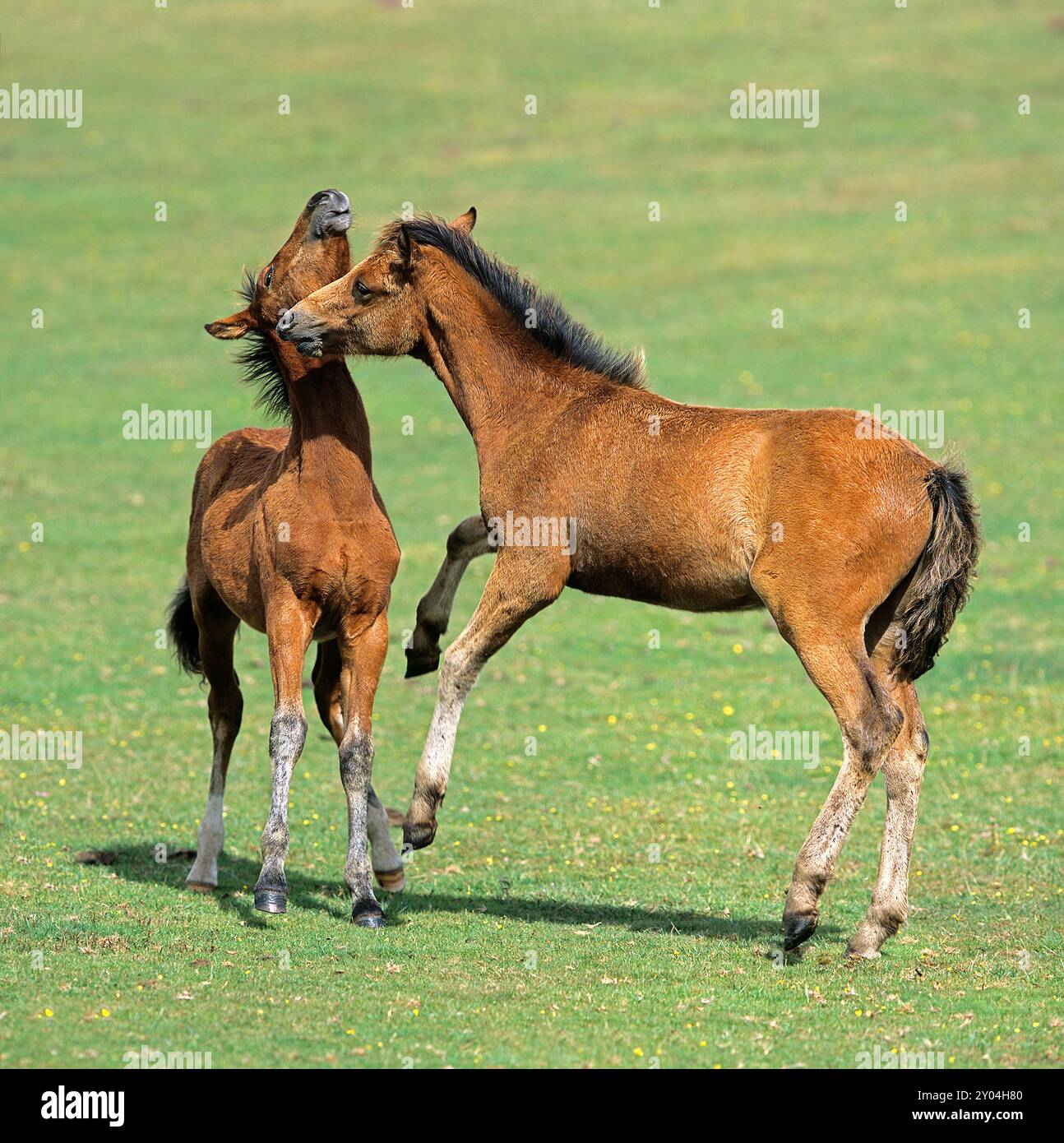 Two free roaming New Forest pony foals playing in the New Forest ...