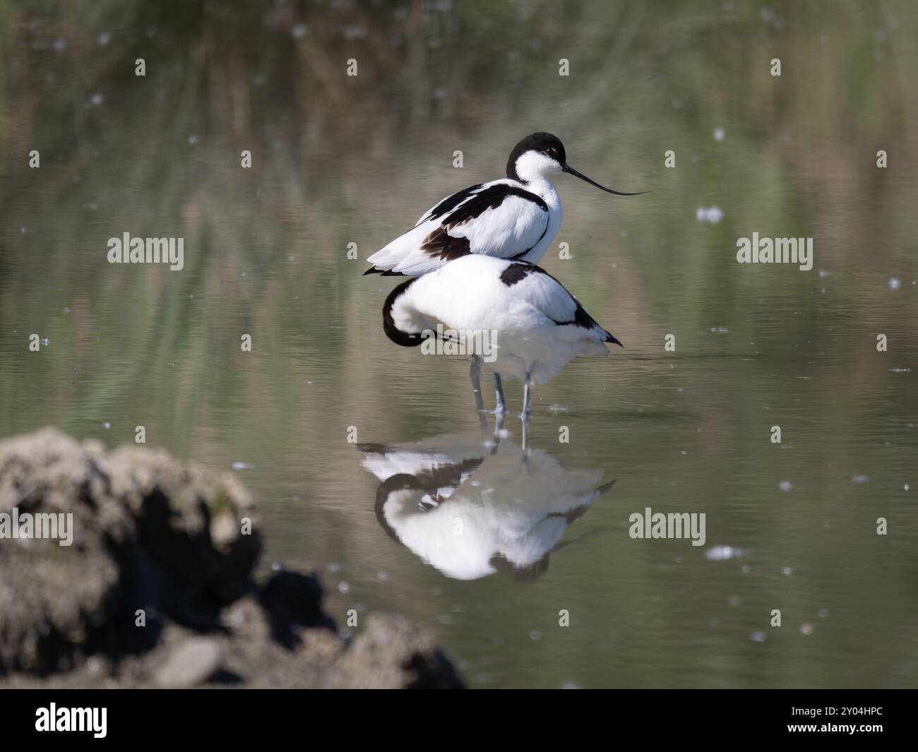 The Pied Avocet, a large Black and White Wader in the Avocet and Stilt ...