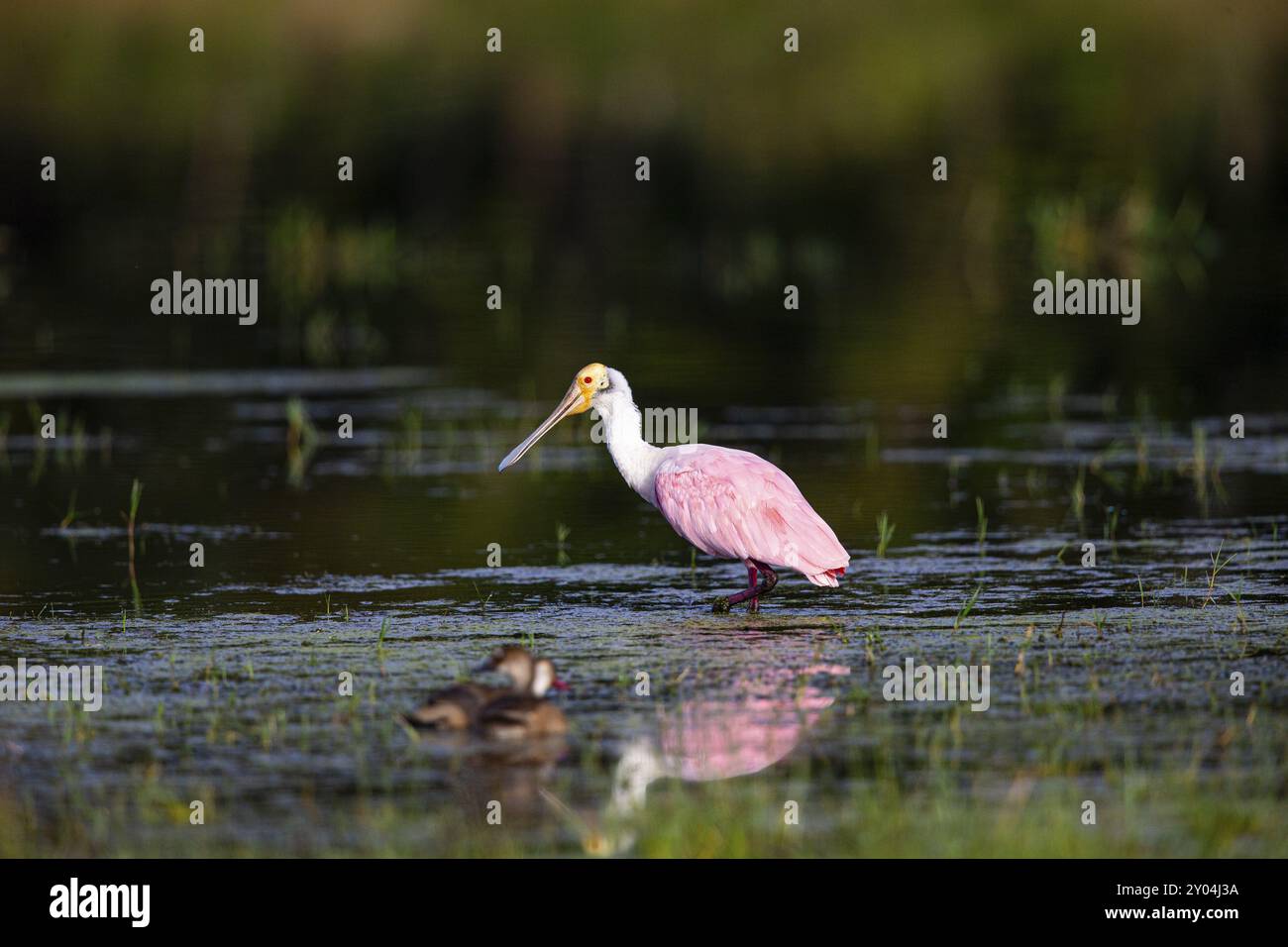 Roseate spoonbill (Ajaia ajaja) Pantanal Brazil Stock Photo - Alamy