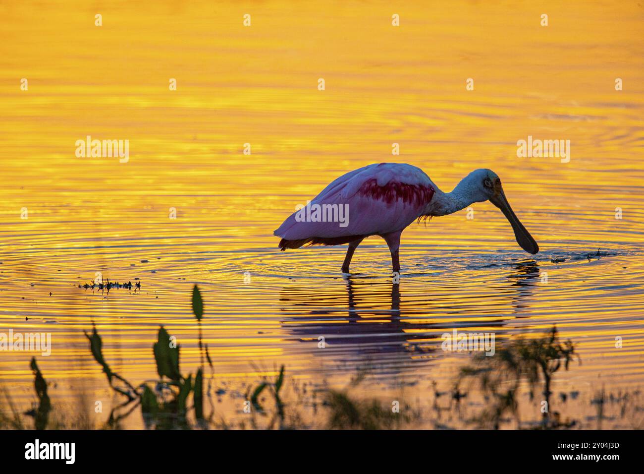Spoonbills brazil hi-res stock photography and images - Alamy