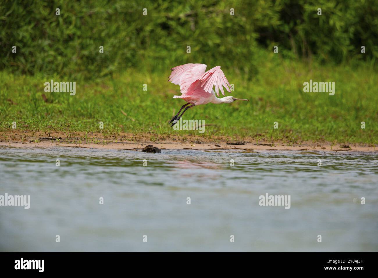 Roseate spoonbill (Ajaia ajaja) Pantanal Brazil Stock Photo - Alamy