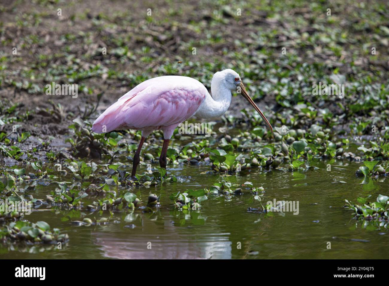 Roseate spoonbill (Ajaia ajaja) Pantanal Brazil Stock Photo - Alamy
