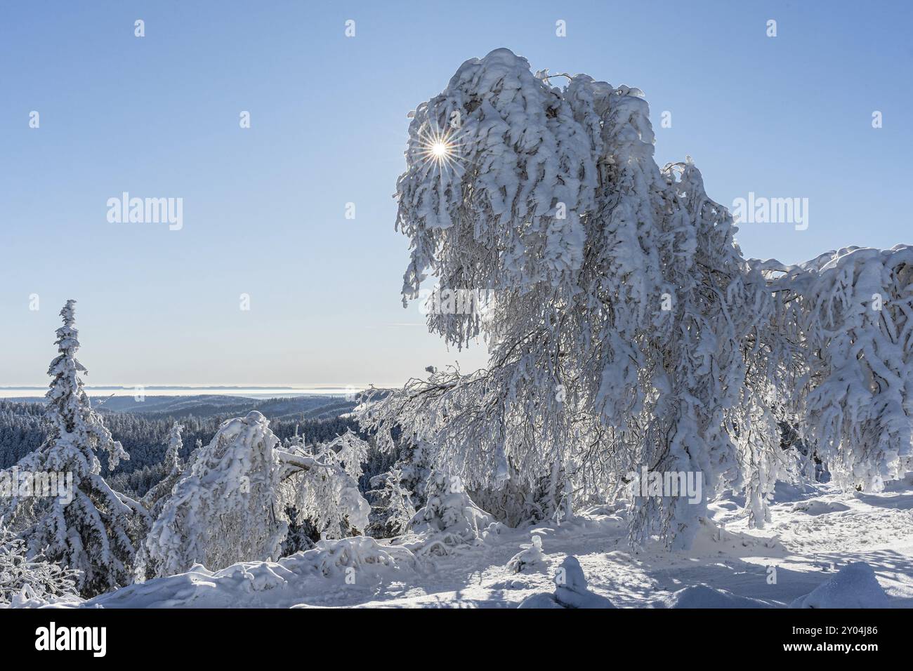 Icy tree sculptures on the Hornisgrinde Stock Photo - Alamy