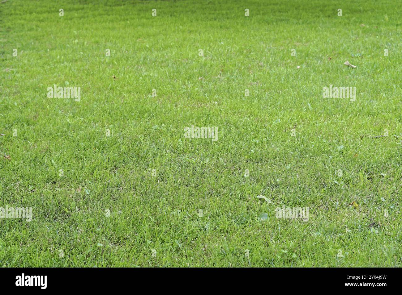 Green grass lawn field texture Stock Photo - Alamy