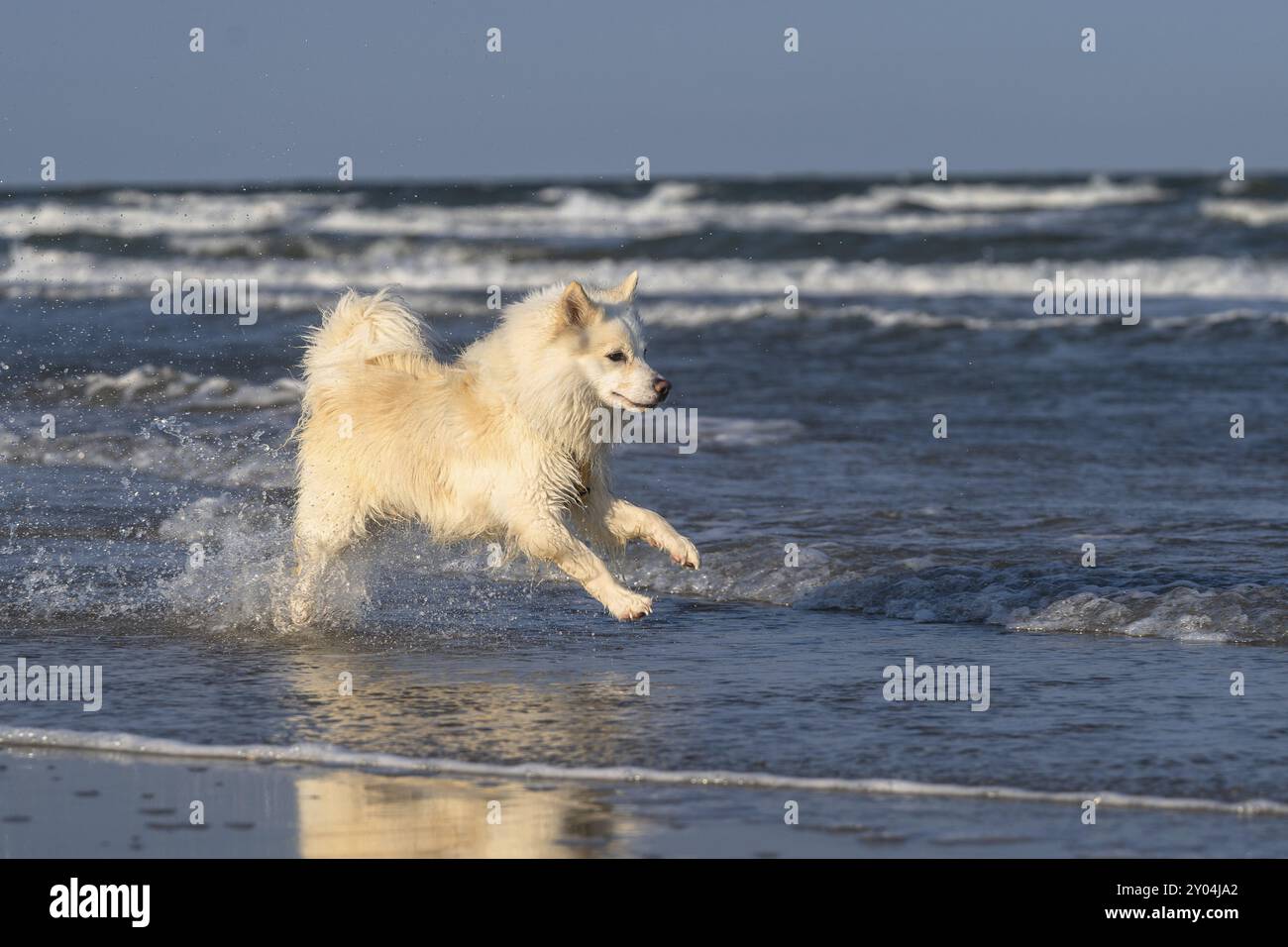 Icelandic dog, photographed on the beach of Lakolk on Romo Denmark ...