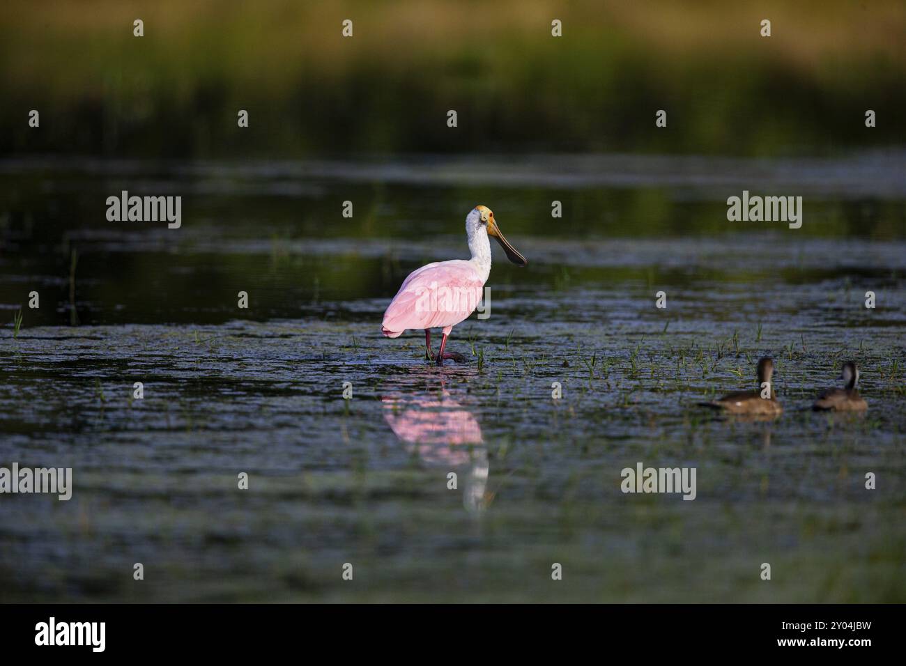 Roseate spoonbill (Ajaia ajaja) Pantanal Brazil Stock Photo - Alamy