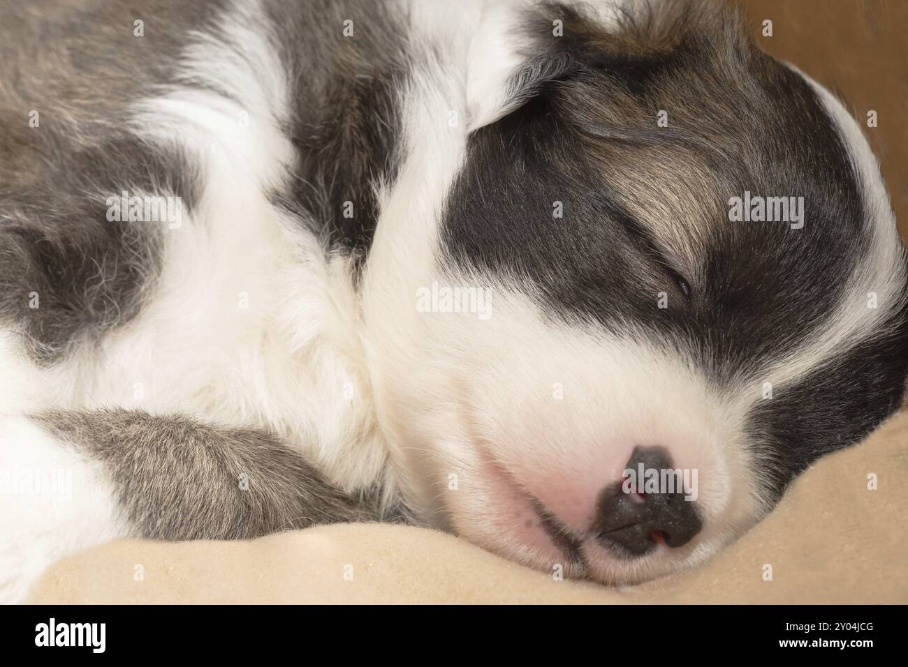 Four-week-old puppy (Icelandic Hound breed Stock Photo - Alamy