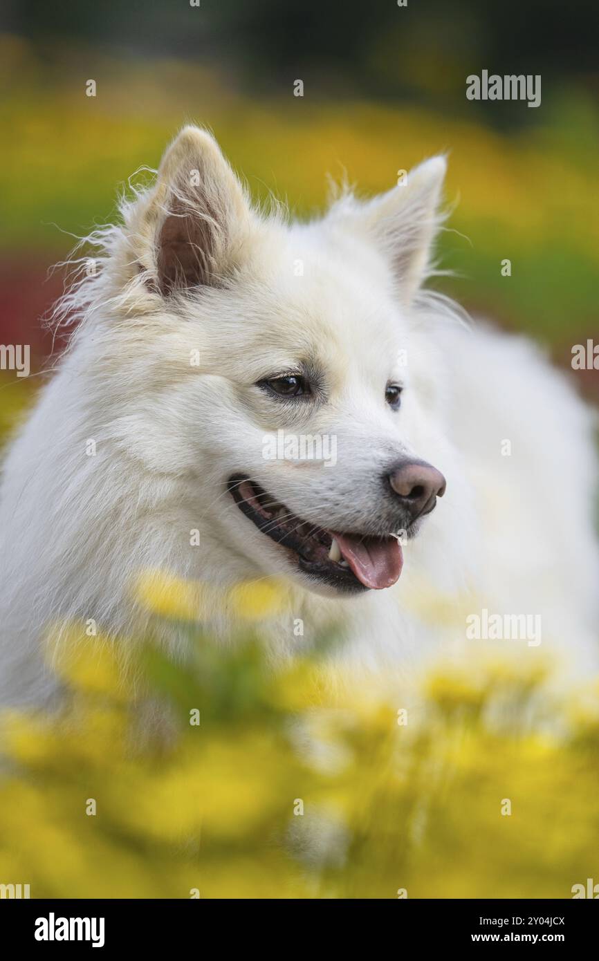 Icelandic dog, photographed in Stuttgart's Killesbergpark Stock Photo ...