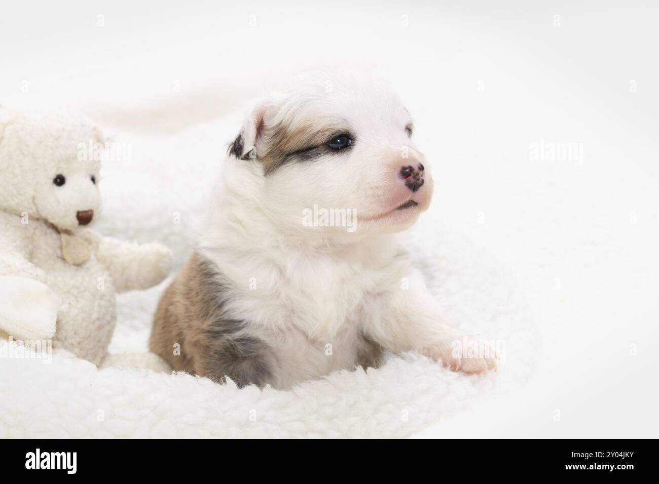 3 week old puppy hi-res stock photography and images - Alamy