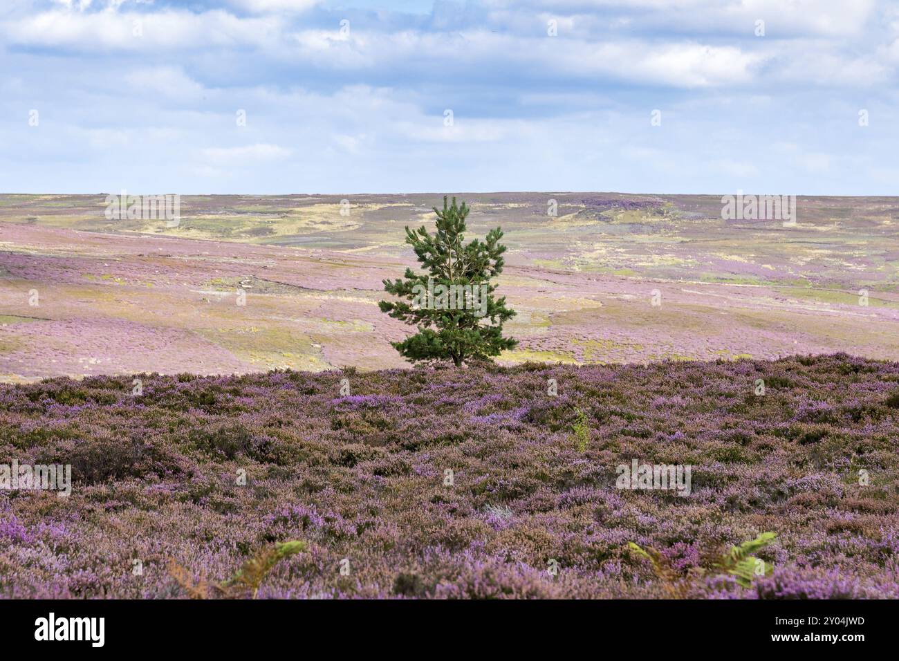 North York Moors landscape near Percy Cross Rigg and Kildale, North ...