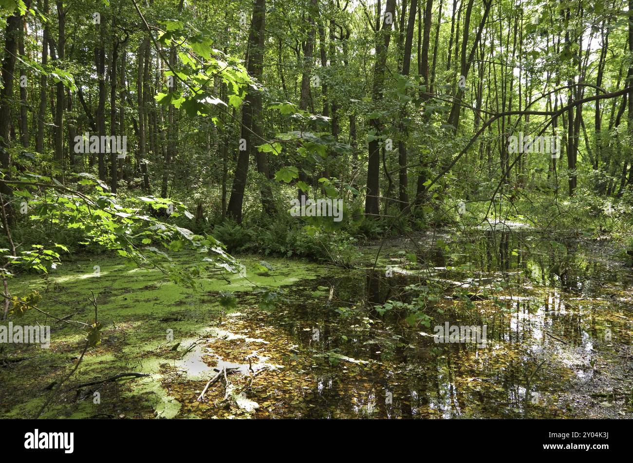 Alluvial areas hi-res stock photography and images - Alamy