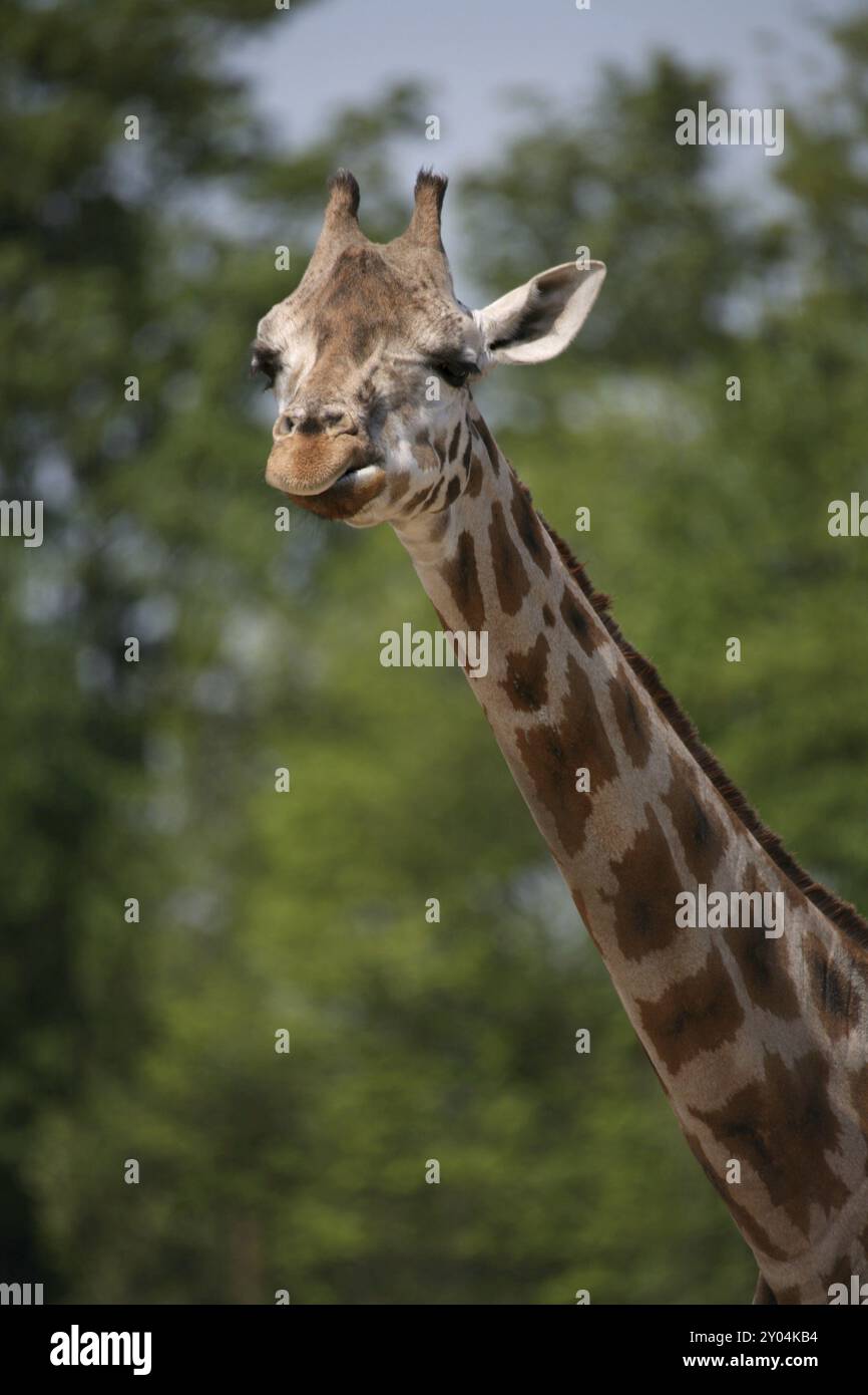 Beautiful long neck Stock Photo - Alamy