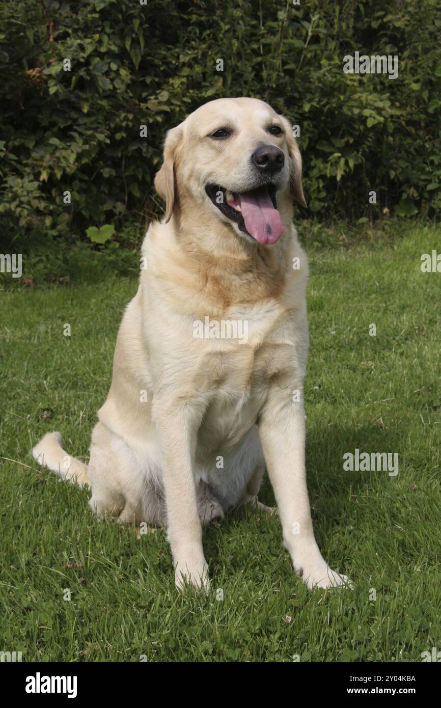 Cream coloured Labrador Retriever Stock Photo - Alamy