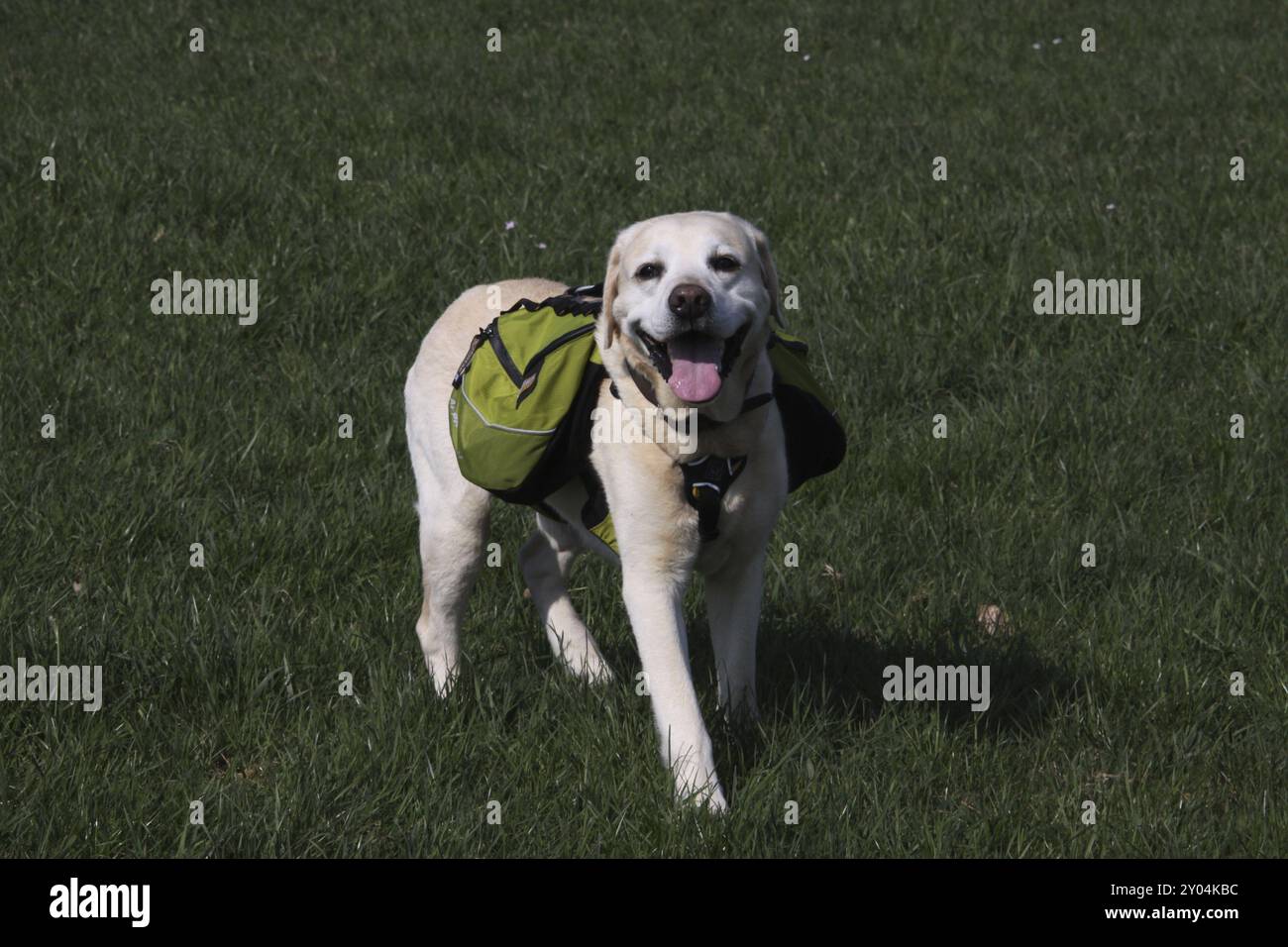 Cream coloured Labrador Retriever Stock Photo - Alamy