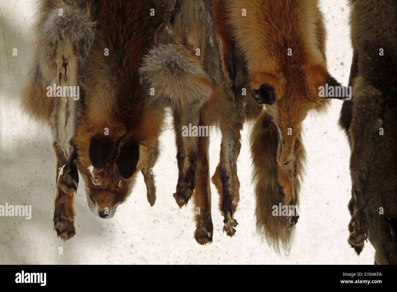 Mammal skin predator fox hi-res stock photography and images - Alamy