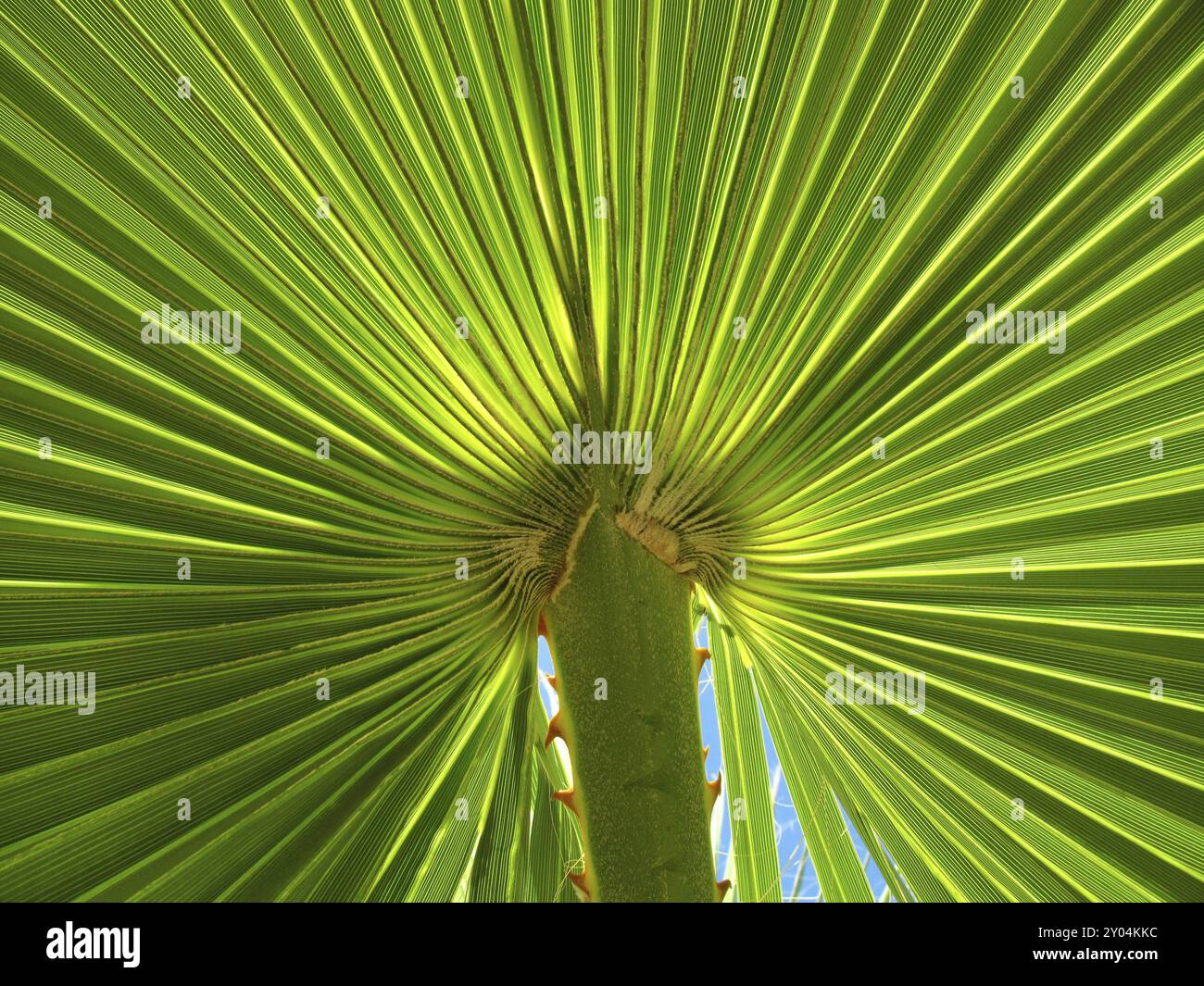 Large leaf of palm tree close-up Stock Photo - Alamy