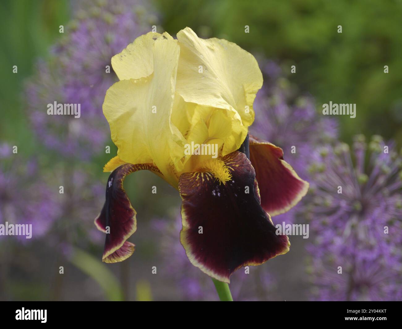 The bearded iris variety 'Mary Todd' Stock Photo - Alamy