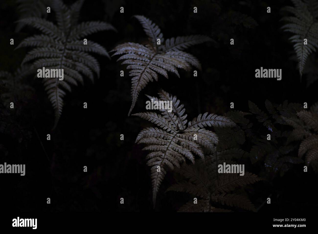 Dead fern hi-res stock photography and images - Alamy
