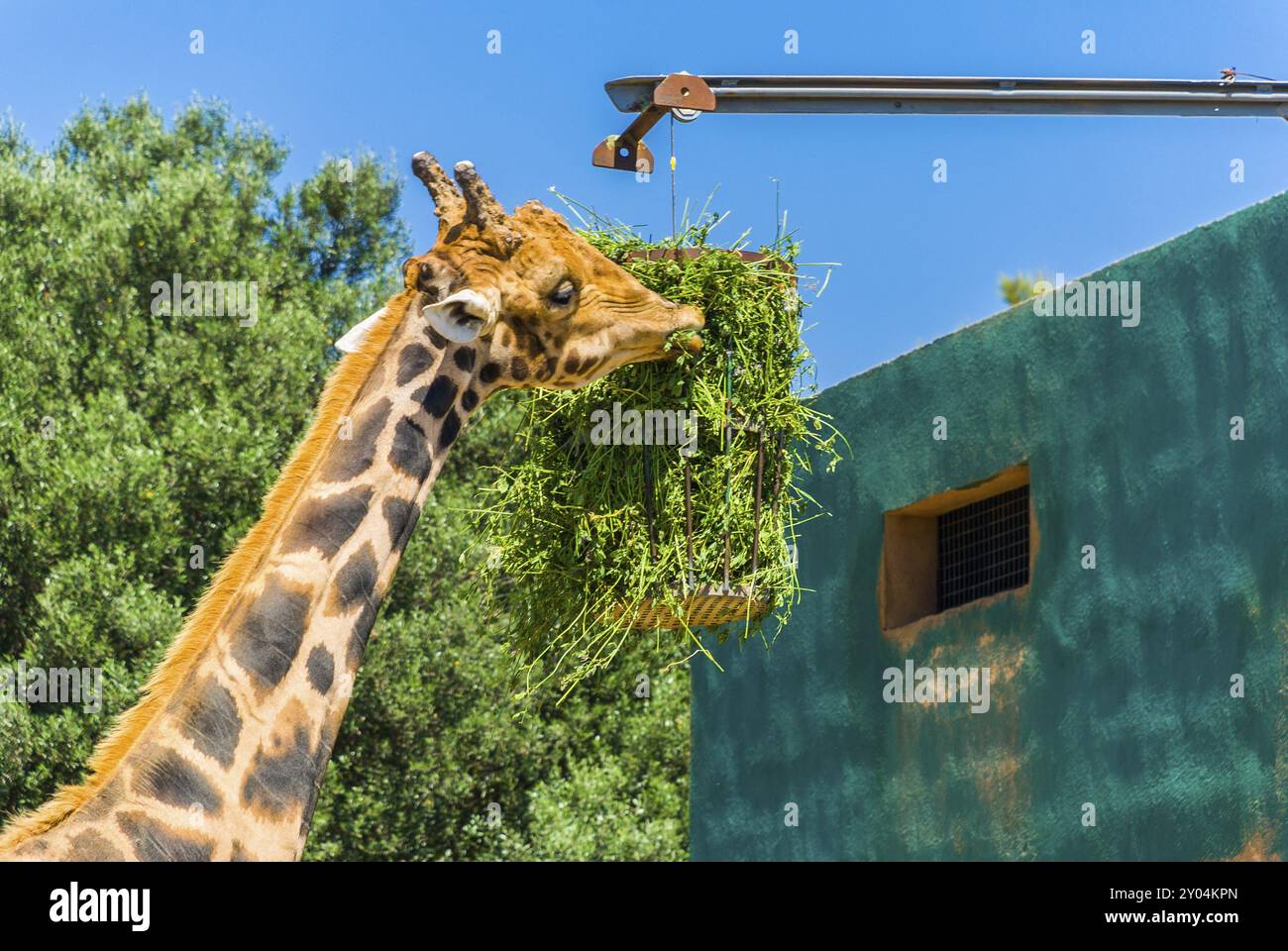 Eating giraffe, Safari Park, Majorca Stock Photo - Alamy
